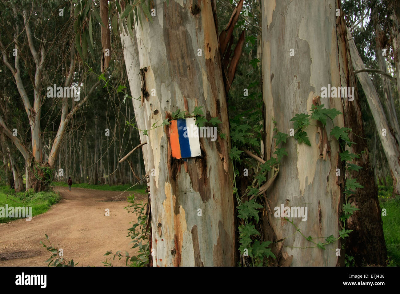 Israel, Sharon region, Israel Trail at Park Hasharon Nature Reserve ...