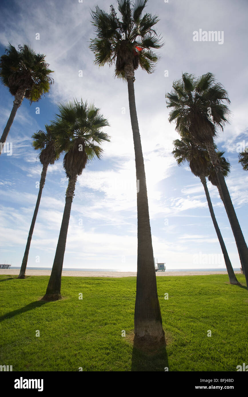 Palm trees, California Stock Photo - Alamy