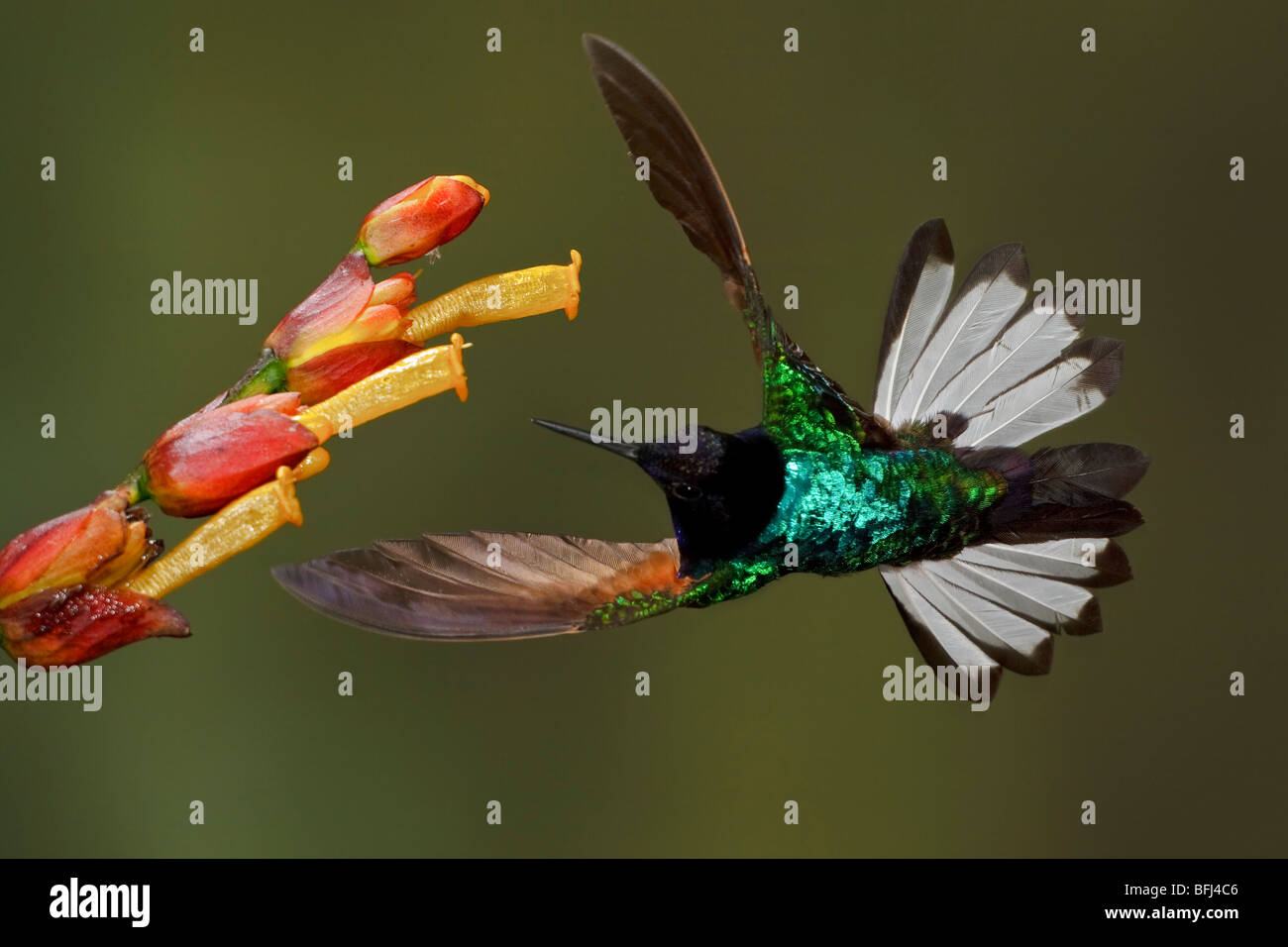 Velvet-purple Coronet (Boissonneaua jardini) feeding at a flower while ...
