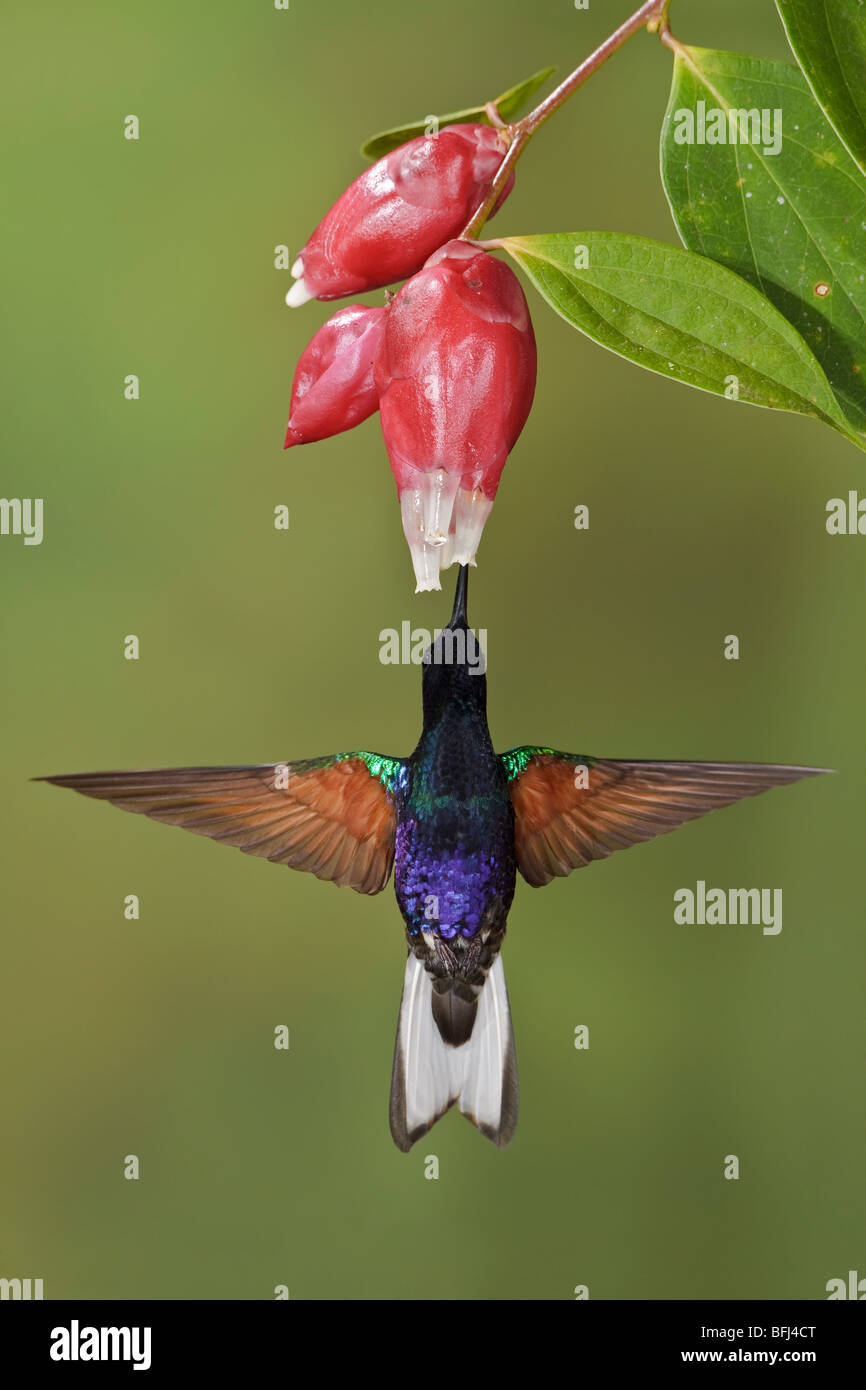 Velvet purple coronet hi-res stock photography and images - Alamy