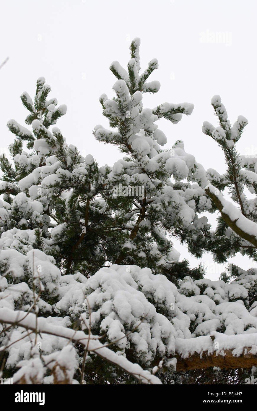 Winter pine tree Stock Photo - Alamy