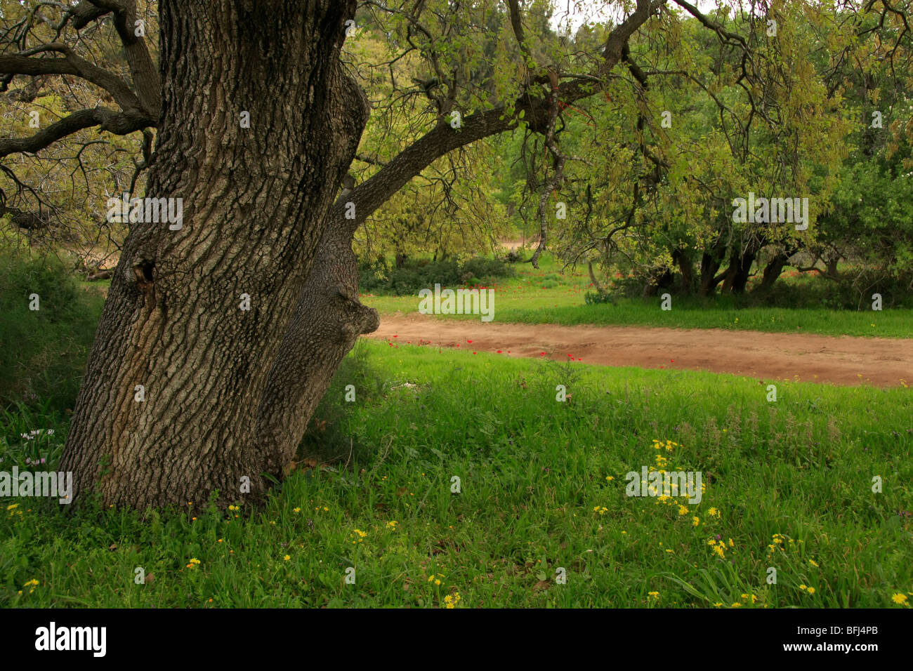 Israel, Sharon region, Park Hasharon Nature Reserve Stock Photo - Alamy