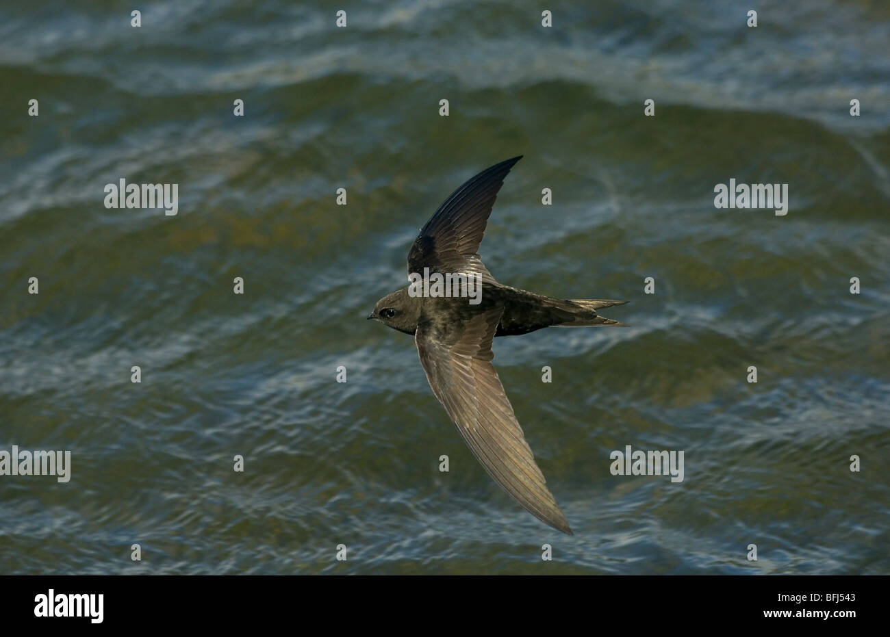 Common swift flying hi-res stock photography and images - Alamy