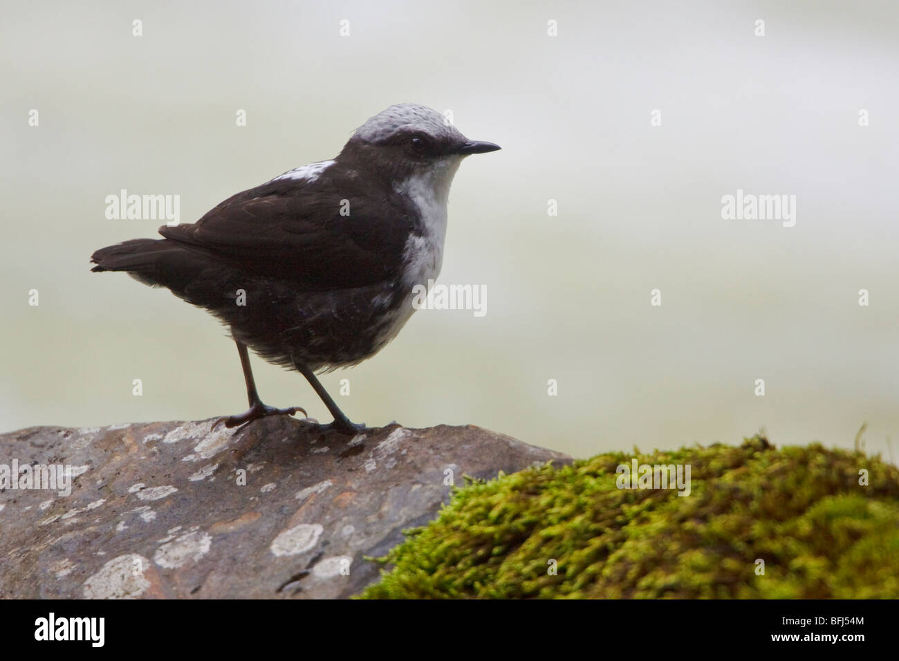 Dipper image hi-res stock photography and images - Alamy