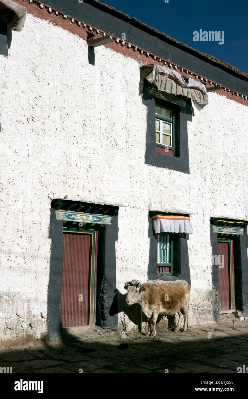 Cow in village hi-res stock photography and images - Alamy