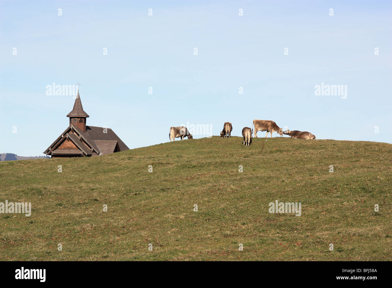 cow scenery with church building. Rural chapel on the horizon, with a ...