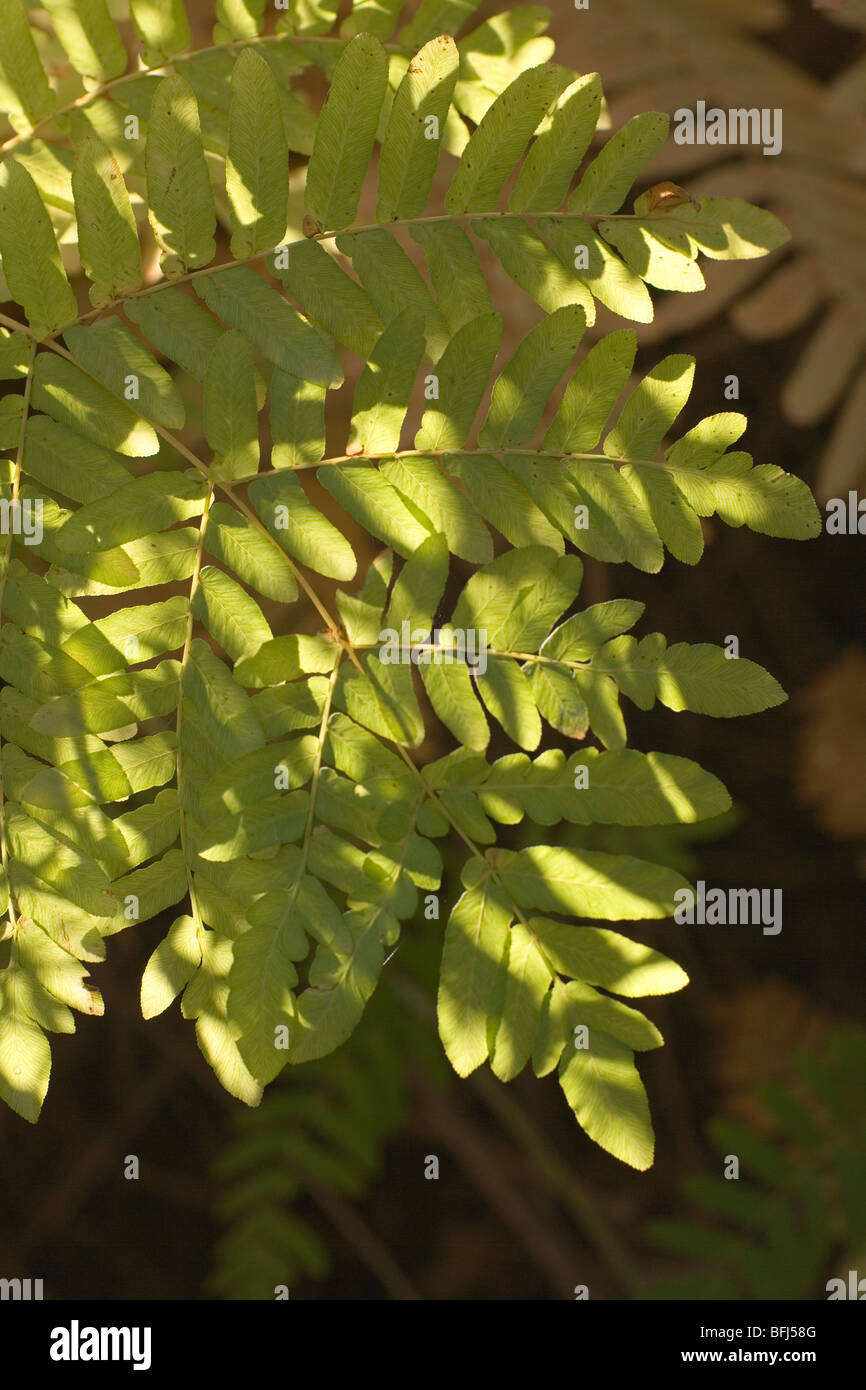 Fern leaves back lit hi-res stock photography and images - Alamy