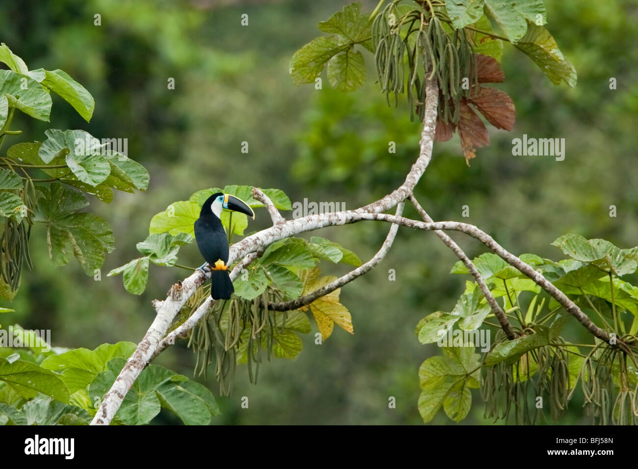 White-throated Toucan (Ramphastos tucanus) perched on a branch near the ...