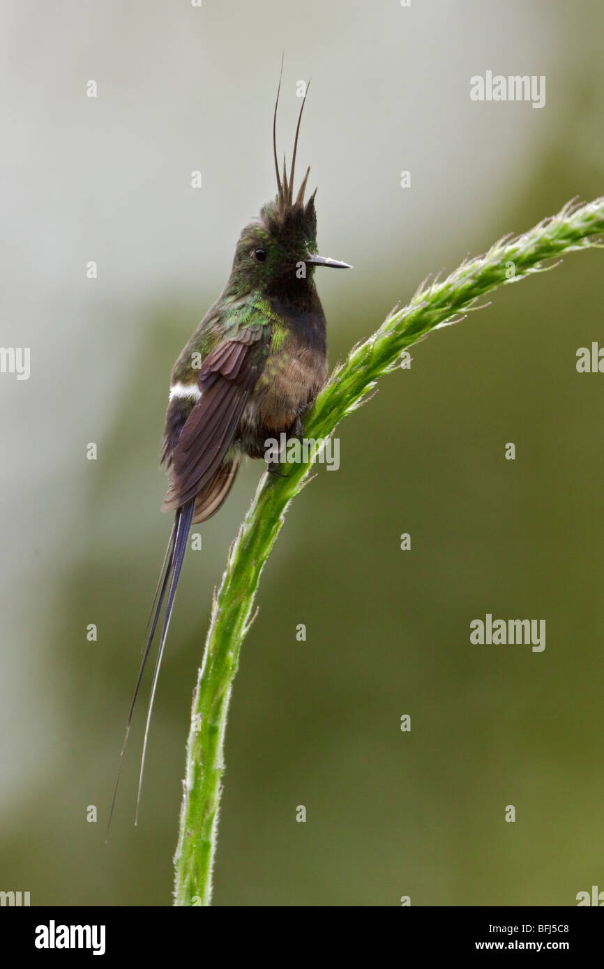 Wire-crested Thorntail (Popelairia popelairii) perched on a flower near ...