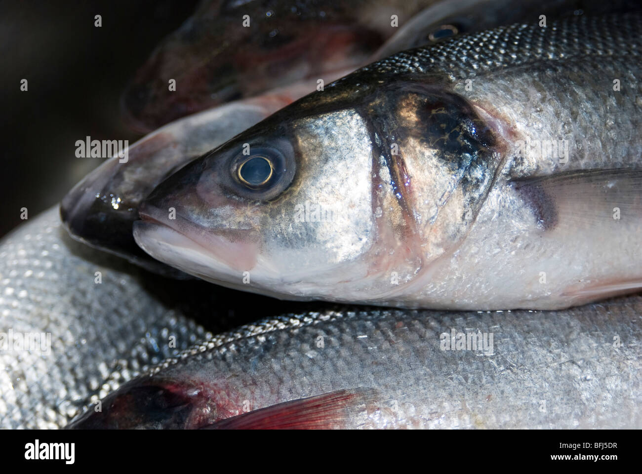 Pile of fresh fish, close-up Stock Photo - Alamy