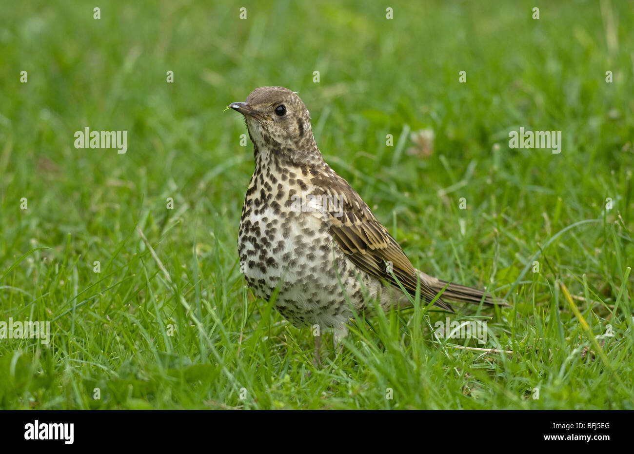 Young mistle thrush hi-res stock photography and images - Alamy