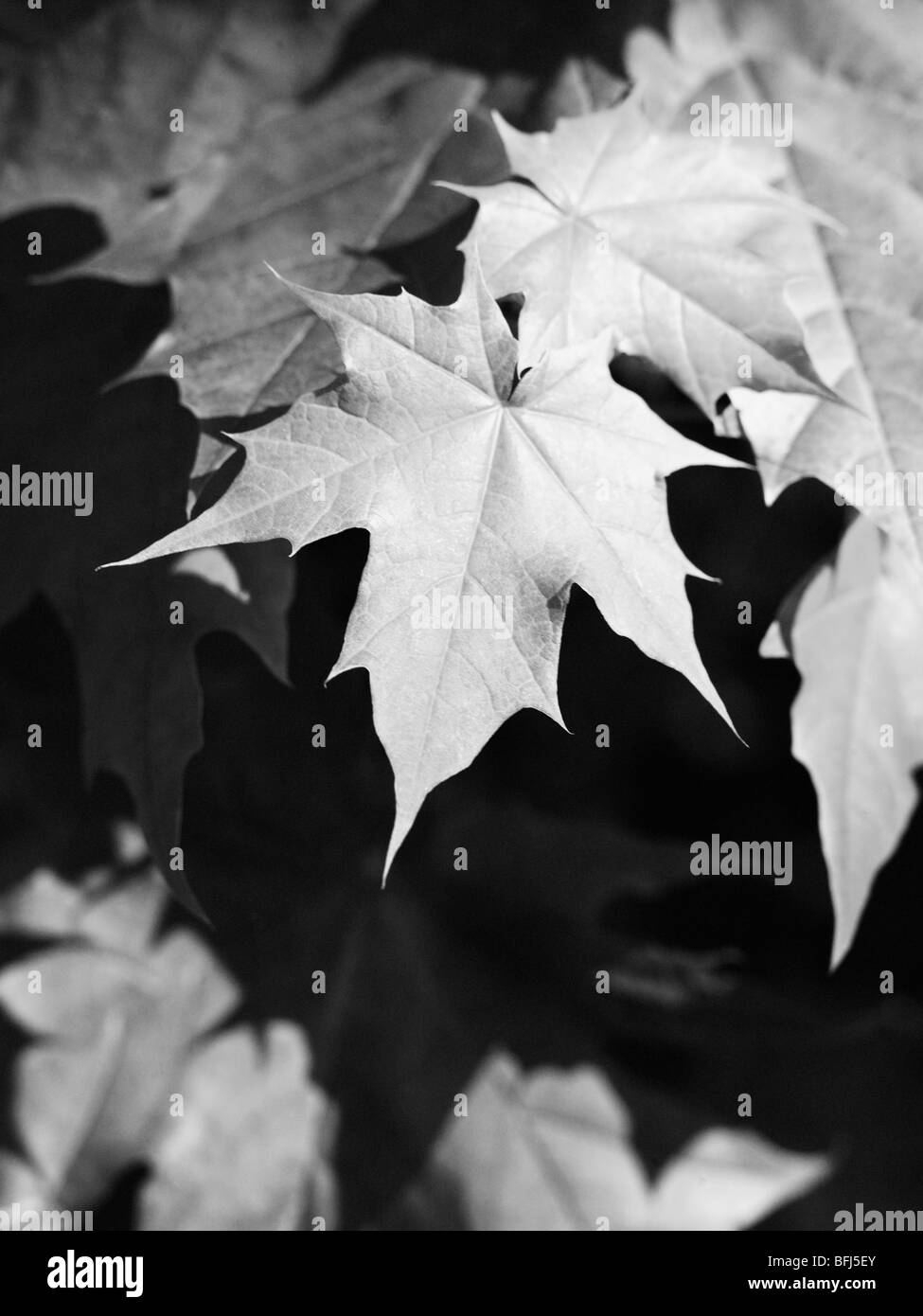 Black and white maple leaves Black and White Stock Photos & Images - Alamy