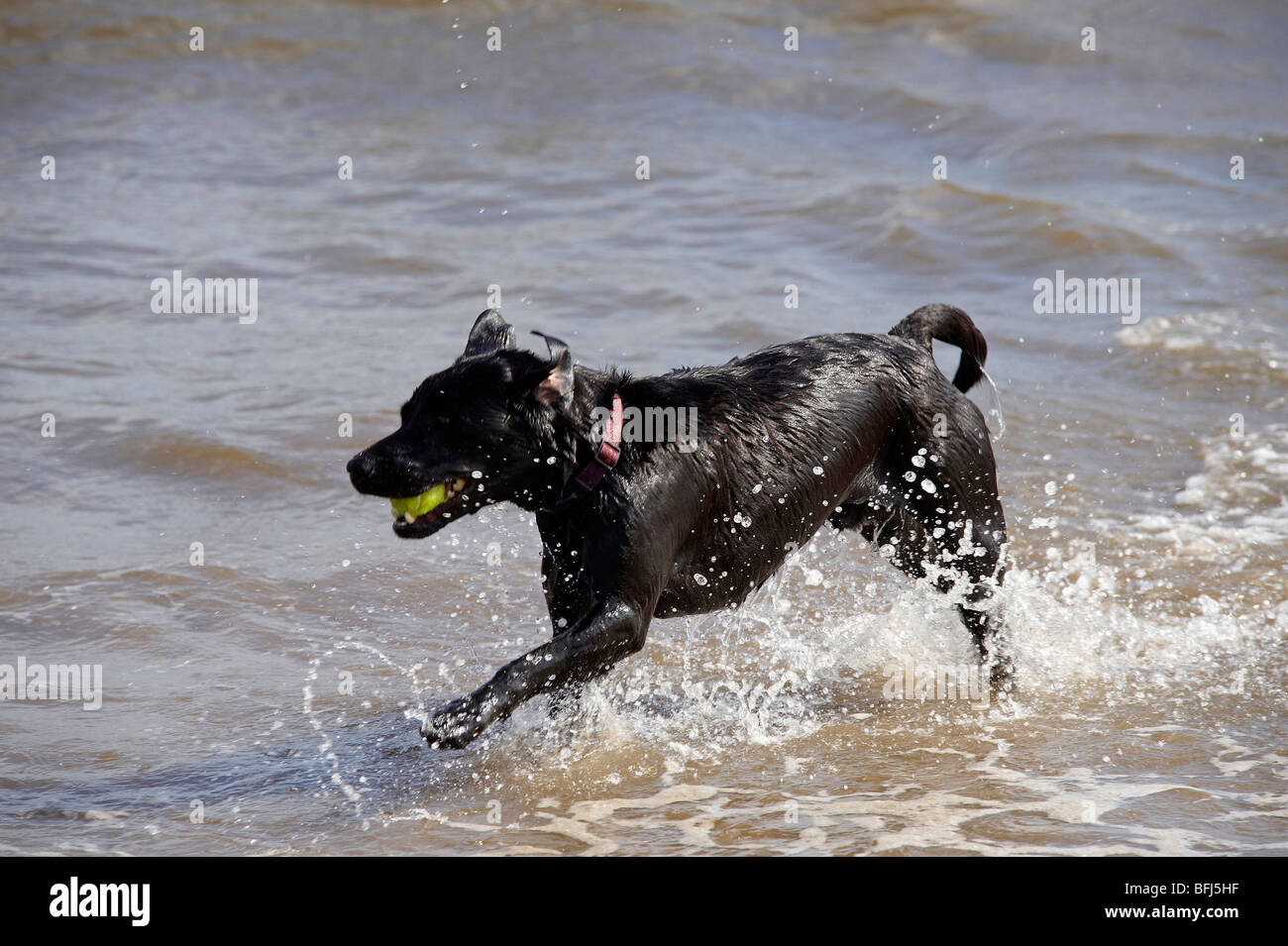 Dog running in water hi-res stock photography and images - Alamy