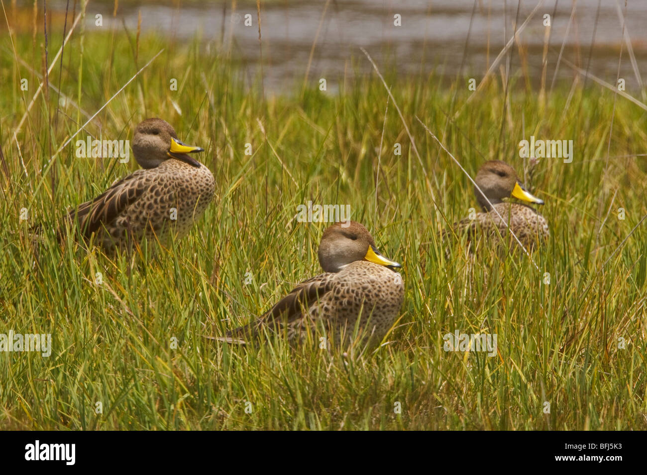 Yellow-billed Pintail (Anas georgica) in a marsh in the highlands of ...