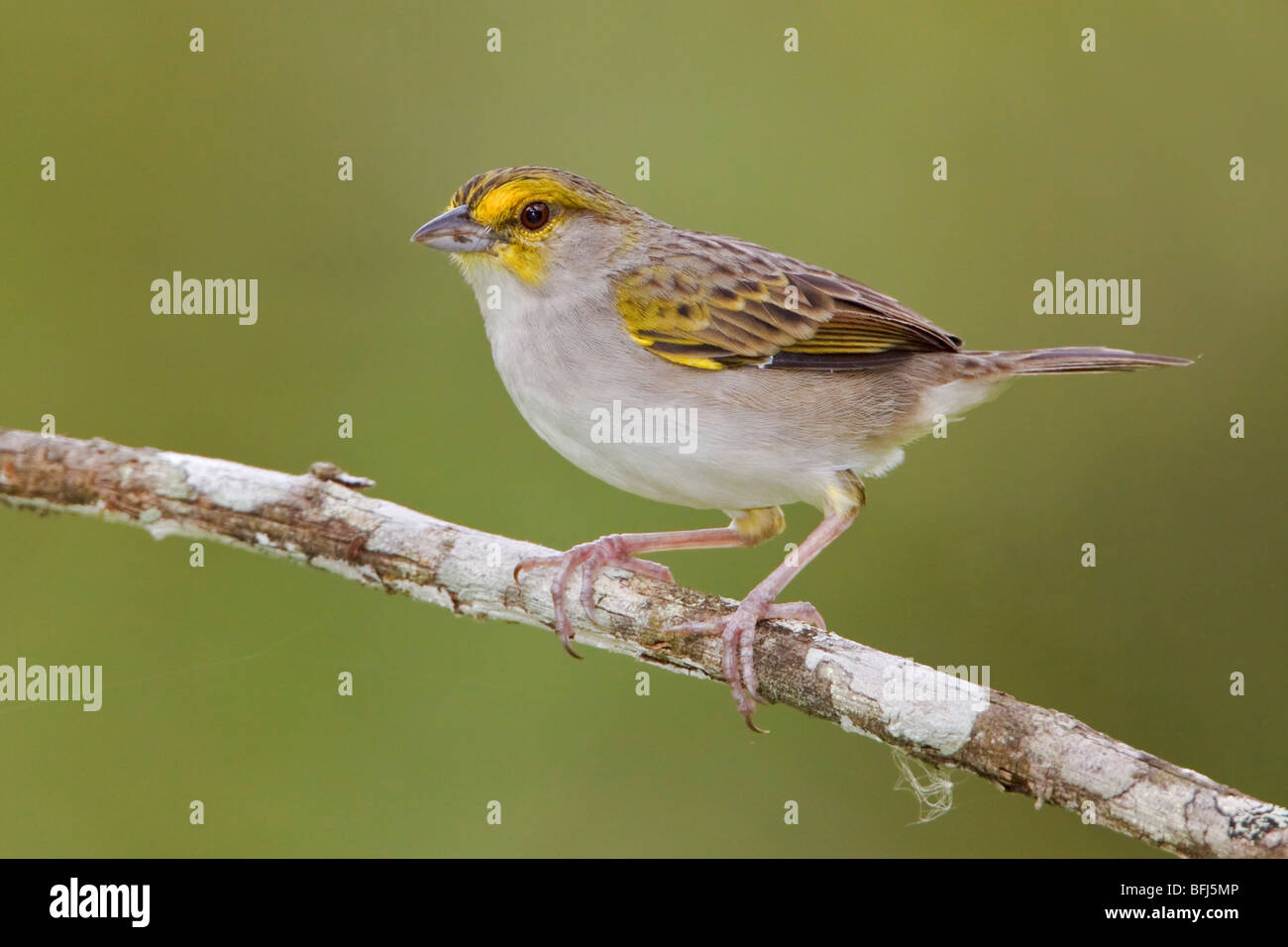 Yellow browed sparrow hi-res stock photography and images - Alamy