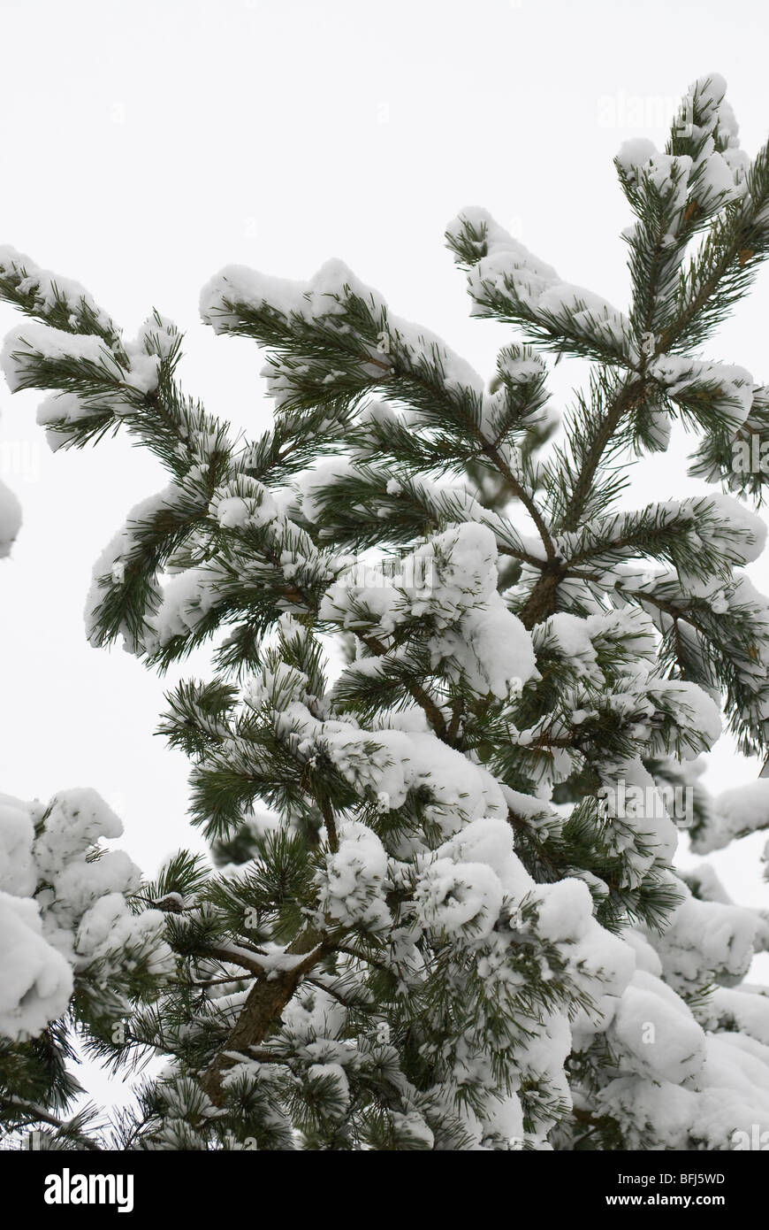 Winter pine tree Stock Photo - Alamy