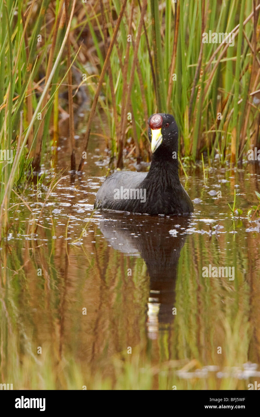 Andean Coot (Fulica rdesiaca) swimming in a lake in the highlands of ...