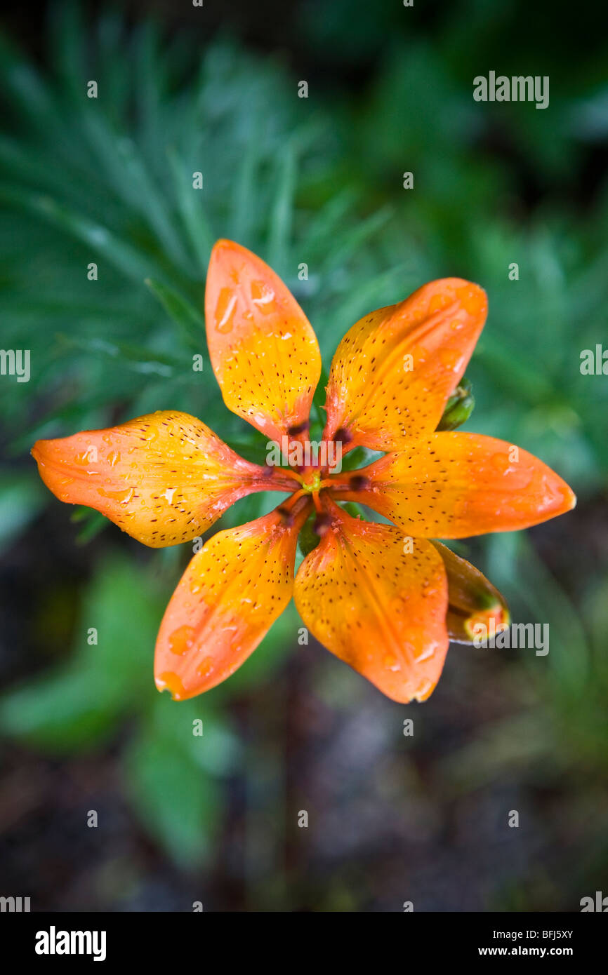 An orange-coloured lily, Sweden Stock Photo - Alamy