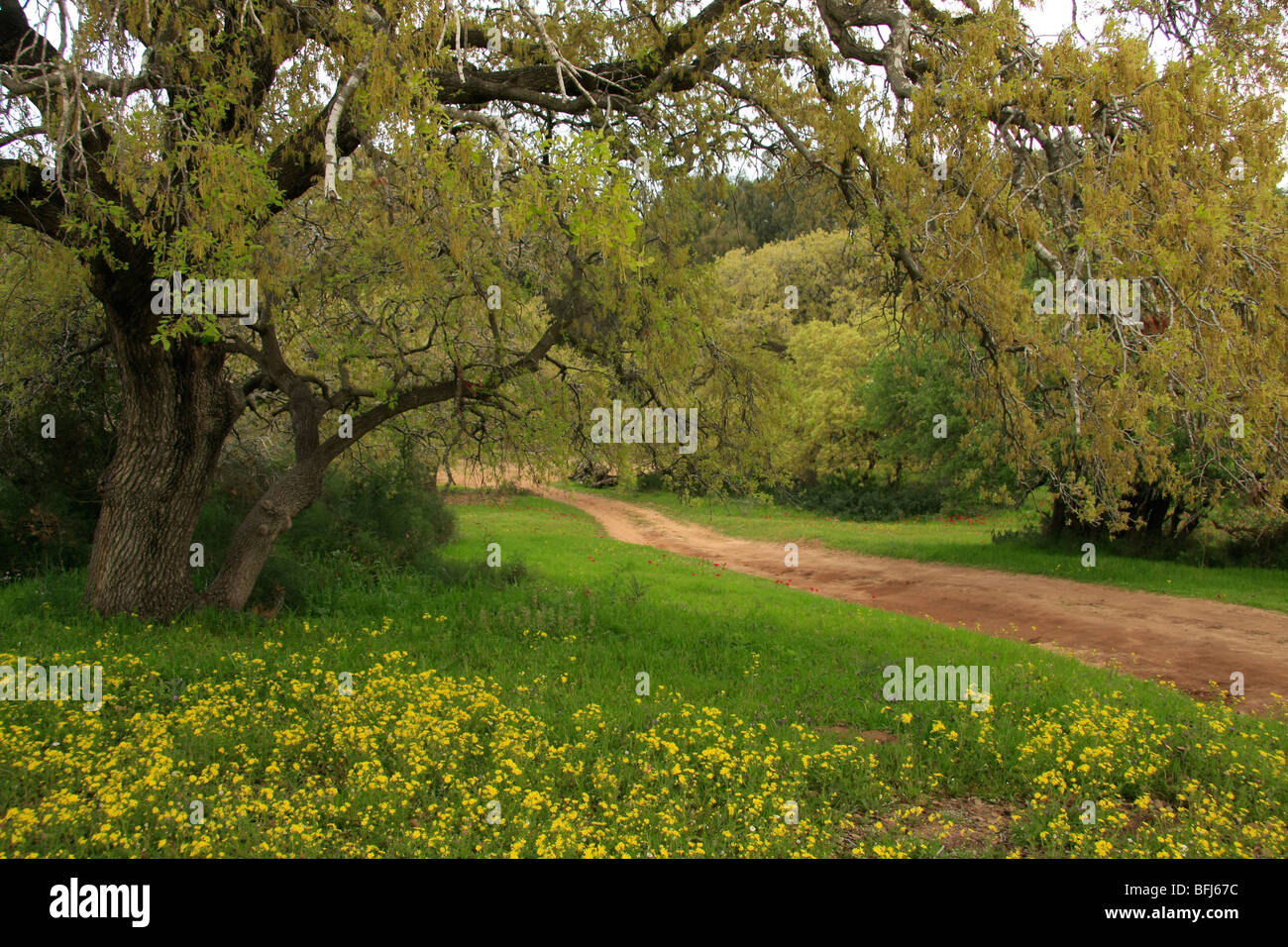 Israel, Sharon region, Park Hasharon Nature Reserve Stock Photo - Alamy