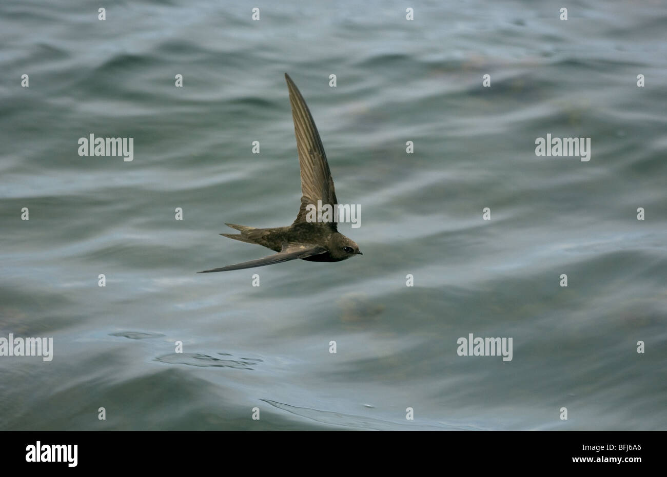 Swift bird apus hi-res stock photography and images - Alamy