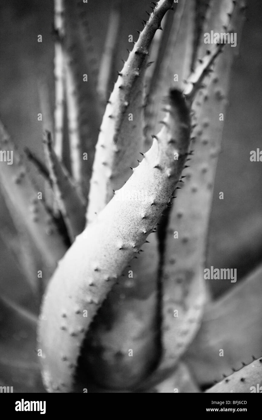 Aloe plants south africa Black and White Stock Photos & Images - Alamy
