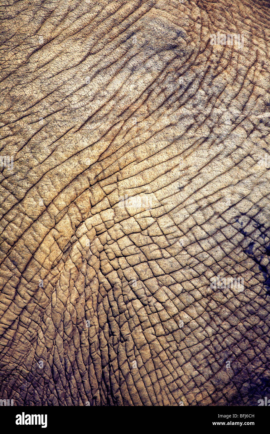Elephant hide, close-up, South Africa Stock Photo - Alamy