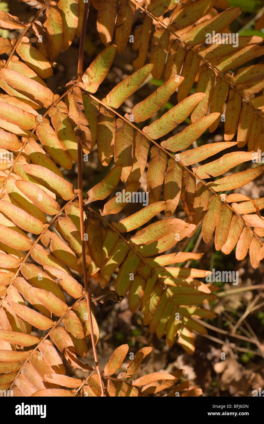 Royal Fern (Osmunda regalis). Underside of a frond. October. Autumn ...