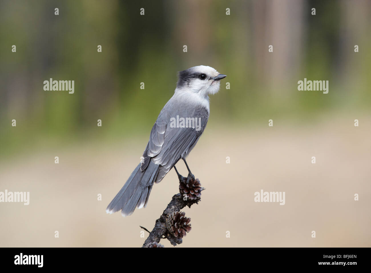 Whiskey Jack Birds High Resolution Stock Photography and Images - Alamy