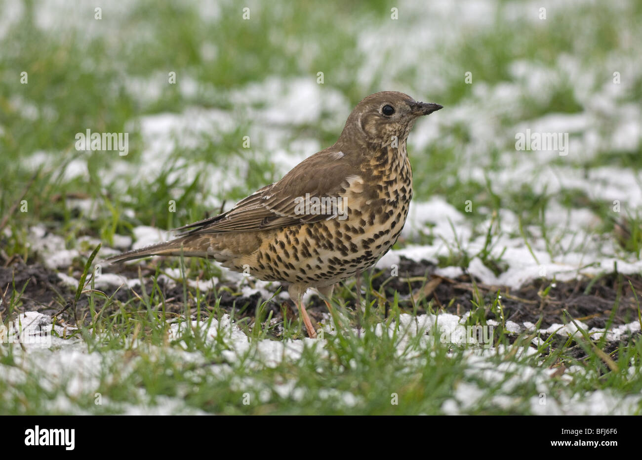Thrush in snow hi-res stock photography and images - Alamy