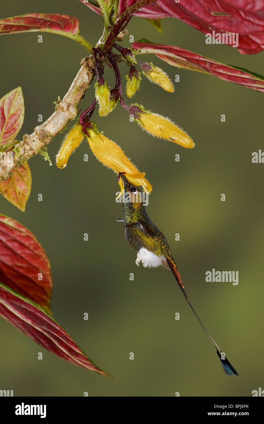 Booted Racket-tail hummingbird (Ocreatus underwoodii) feeding at a ...