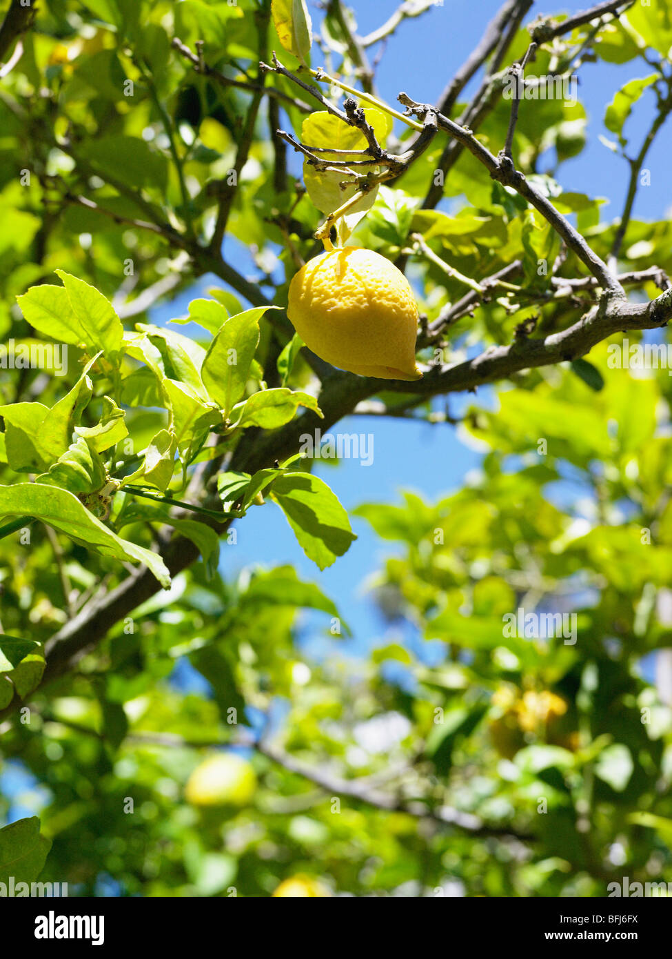 Lemon tree close up hi-res stock photography and images - Alamy