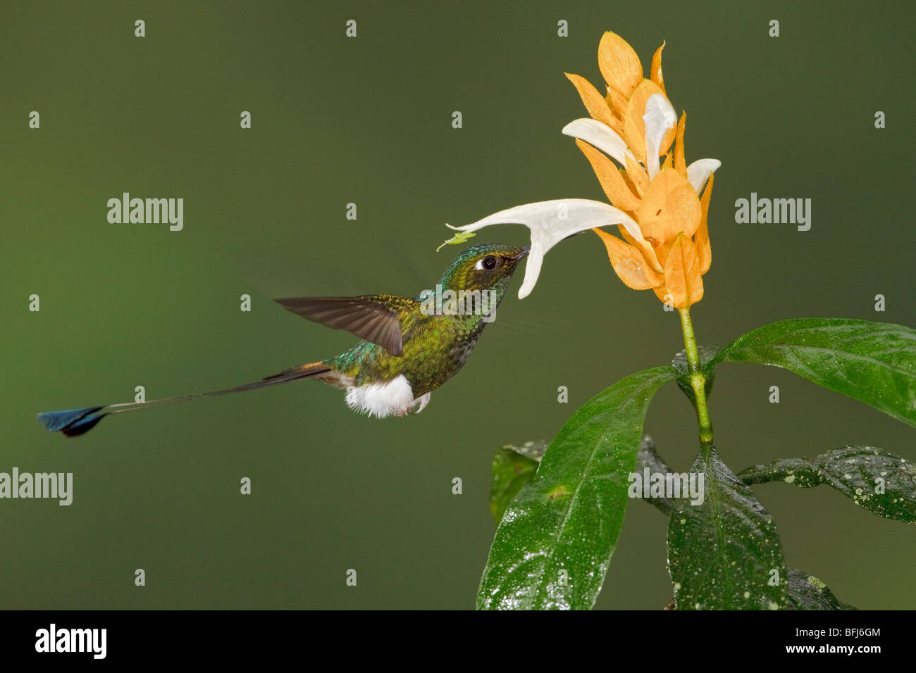 Booted Racket-tail hummingbird (Ocreatus underwoodii) feeding at a ...