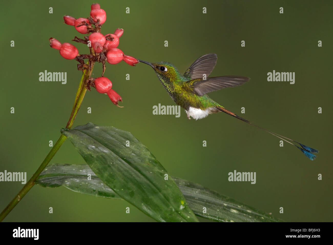 Booted racket tail hummingbird hi-res stock photography and images - Alamy