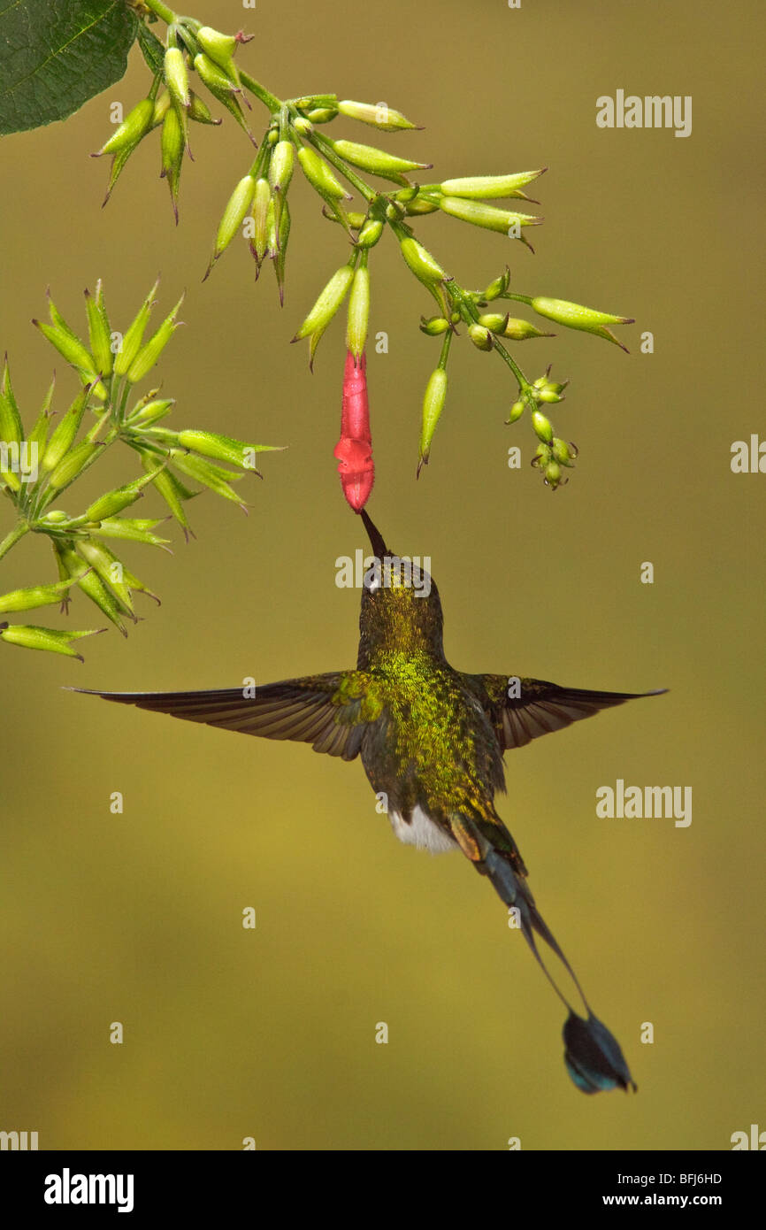A male Booted Racket-tail hummingbird (Ocreatus underwoodii) flying and ...