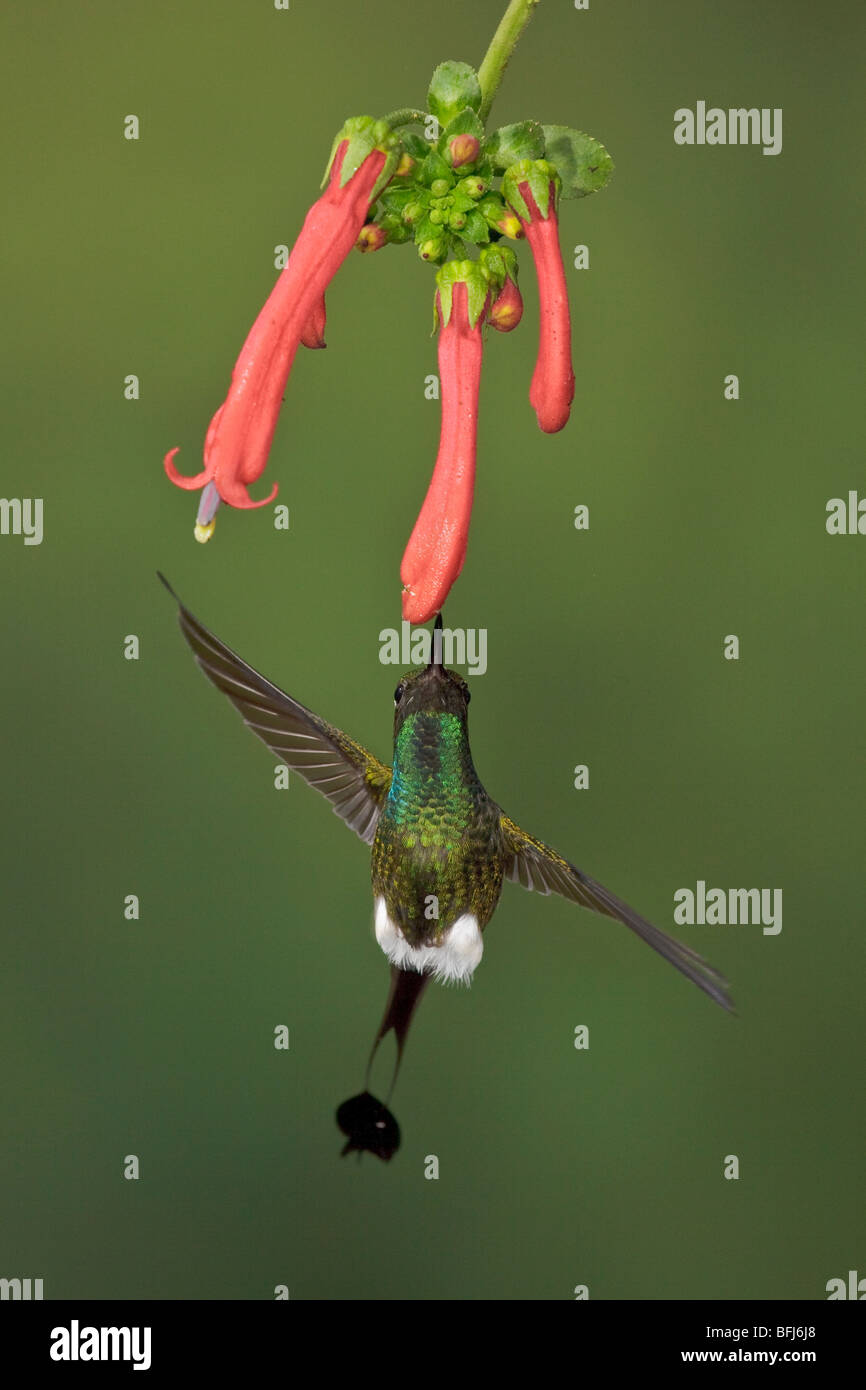 A Booted Racket-tail hummingbird (Ocreatus underwoodii) feeding at a ...