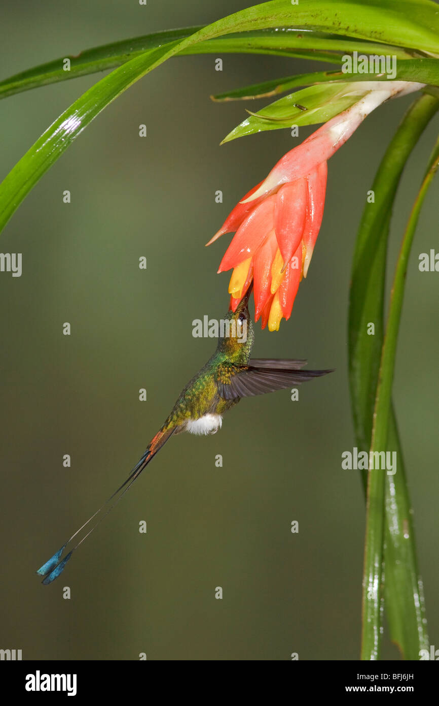 A Booted Racket-tail hummingbird (Ocreatus underwoodii) feeding at a ...