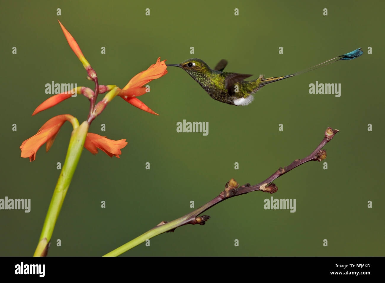 A Booted Racket-tail hummingbird (Ocreatus underwoodii) feeding at a ...