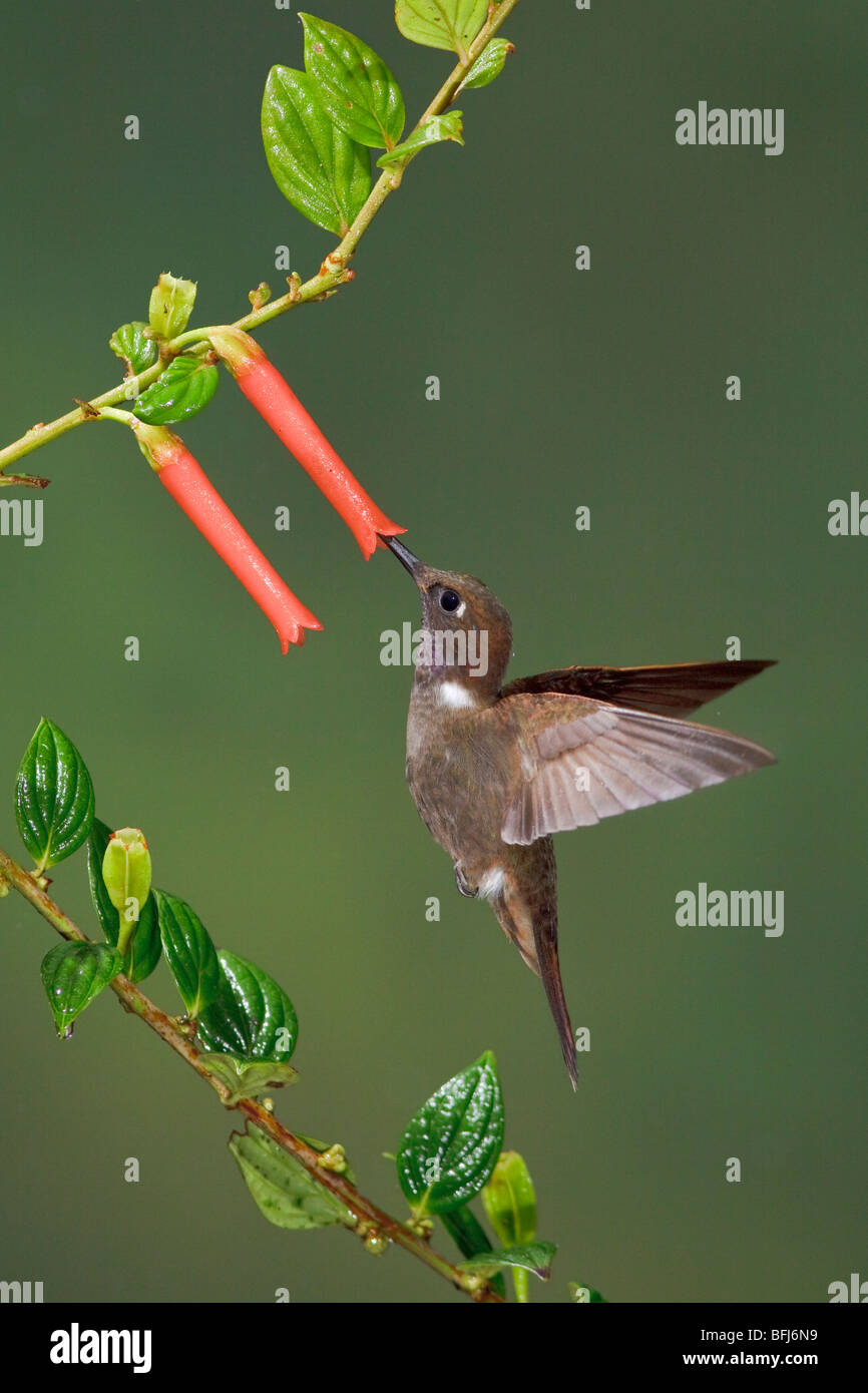 A Brown Inca hummingbird (Coeligena wilsoni) feeding at a flower while ...