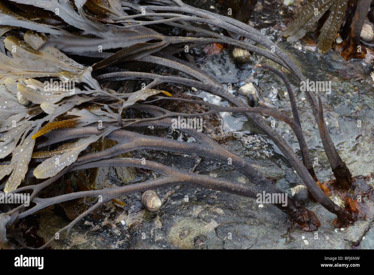 Toothed Wrack Fucus Serratus High Resolution Stock Photography and ...