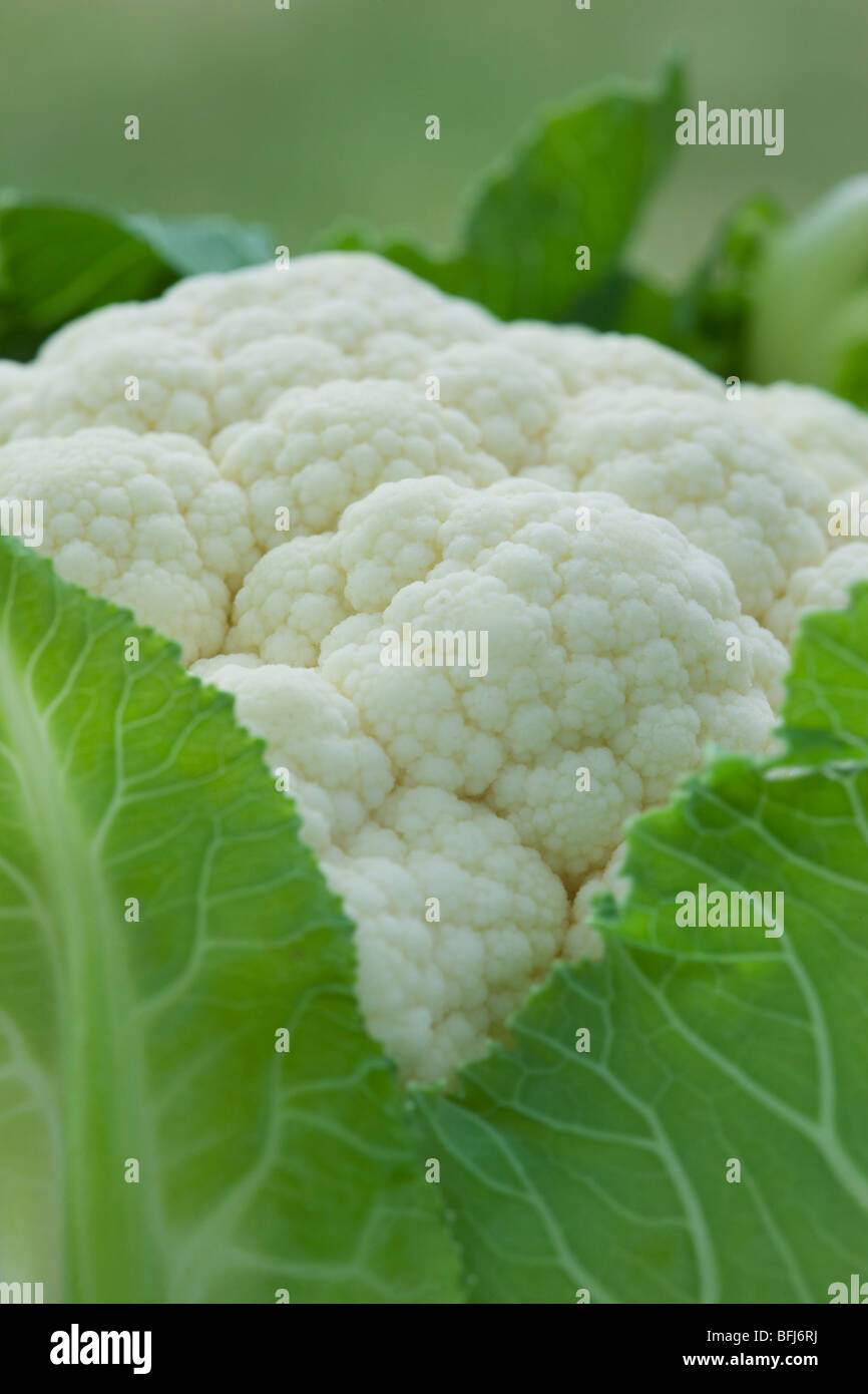 Cauliflower, close-up, Sweden Stock Photo - Alamy