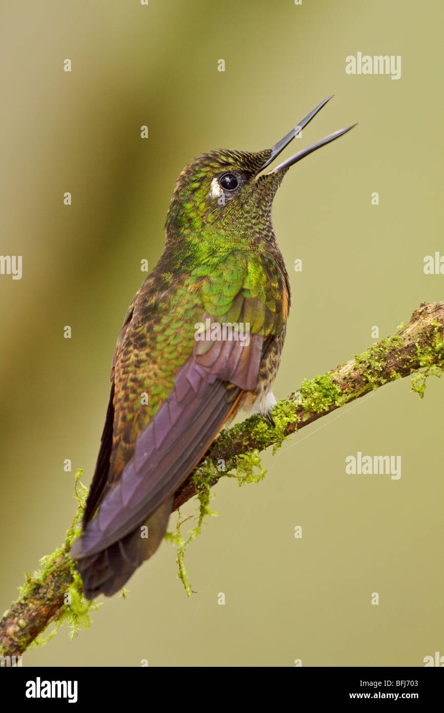 Buff-tailed Coronet (Boissonneaua flavescens) perched on a branch in ...