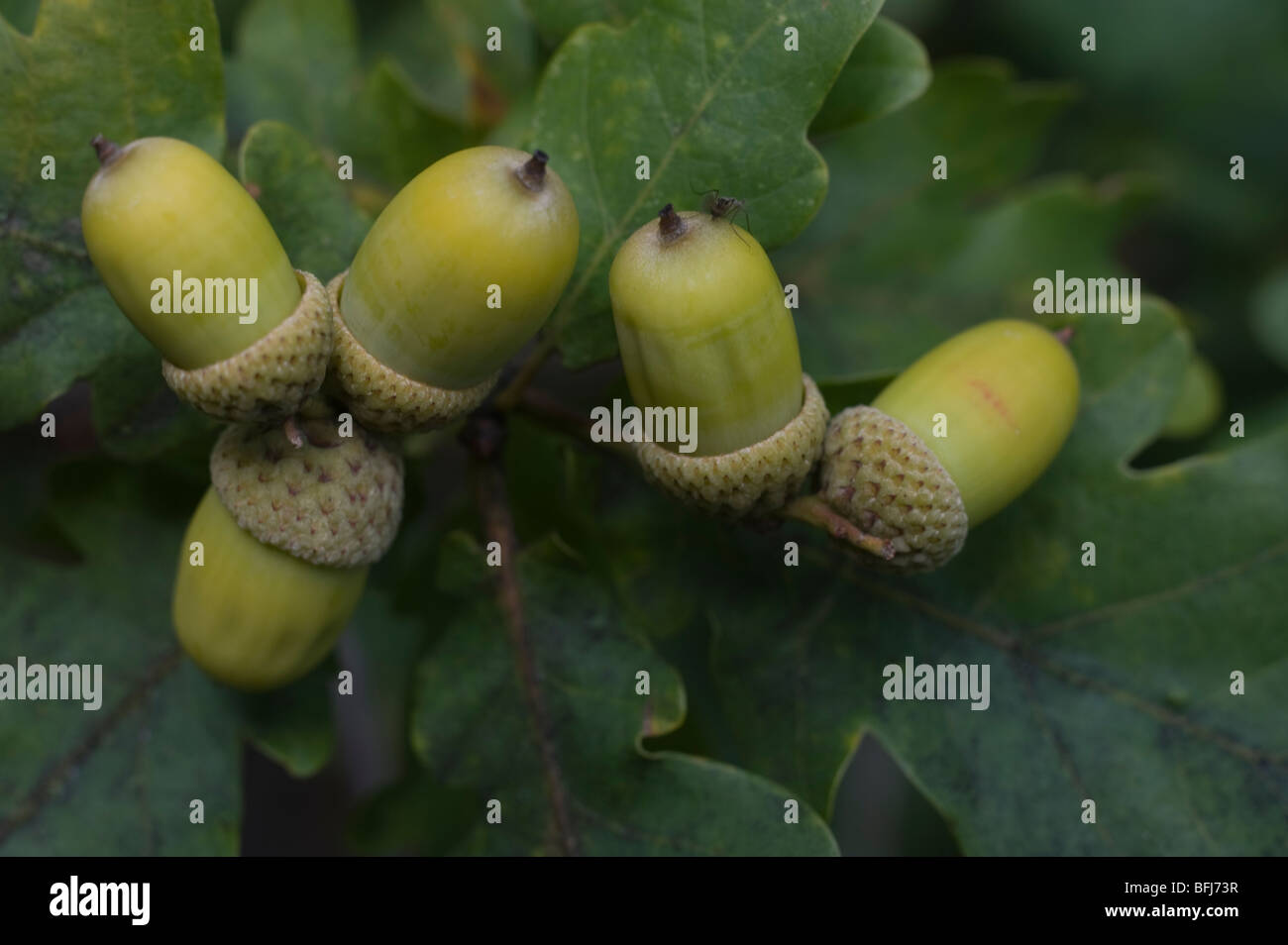 Acorn symbol symbols hi-res stock photography and images - Alamy