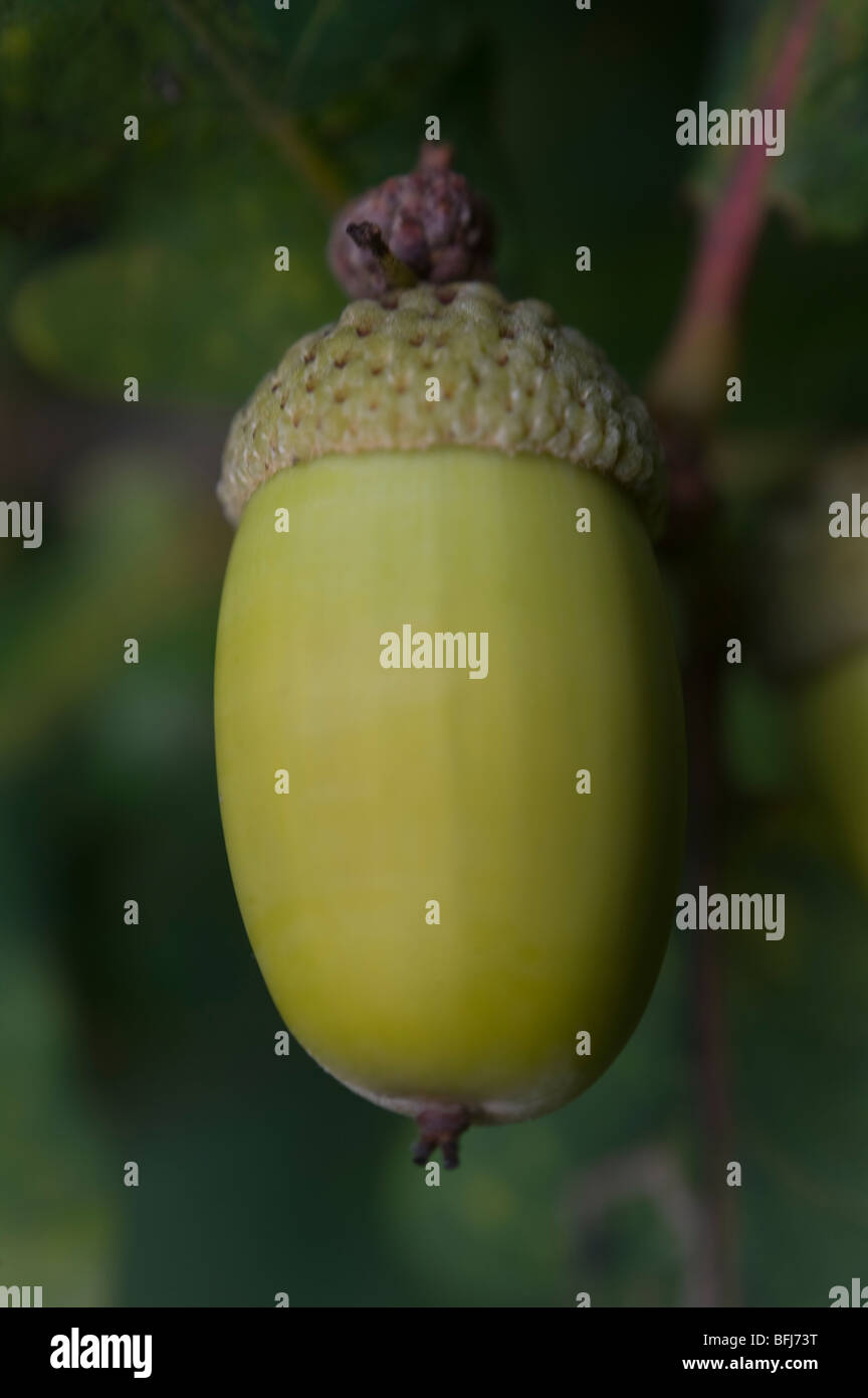 Acorn, close-up, Sweden Stock Photo - Alamy