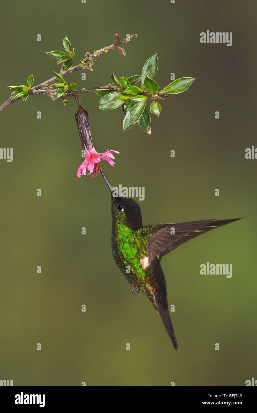 Buff-winged Starfrontlet (Coeligena lutetiae) flying and feeding at a ...