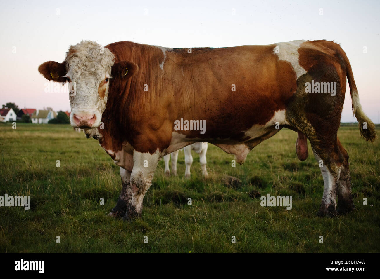 Bovine Bull High Resolution Stock Photography and Images - Alamy