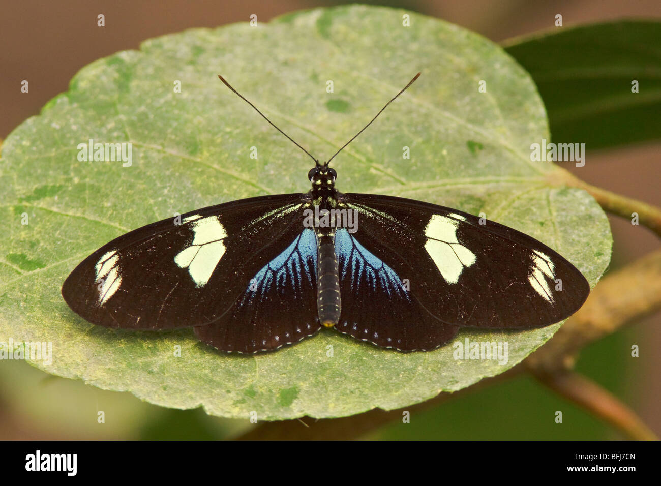 Ecuador butterfly hi-res stock photography and images - Alamy