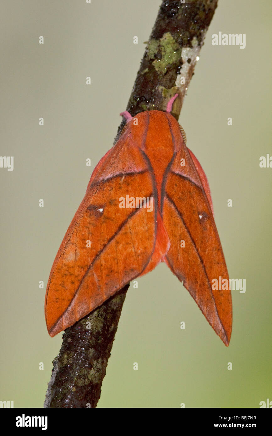 A moth in the Tandayapa Valley of Ecuador Stock Photo - Alamy