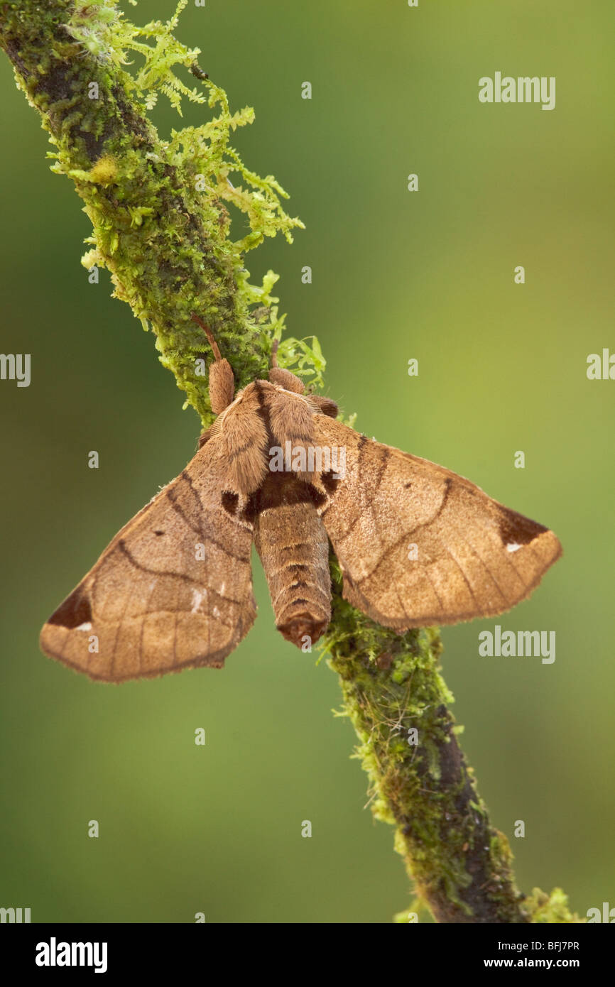 A moth in the Tandayapa Valley of Ecuador Stock Photo - Alamy