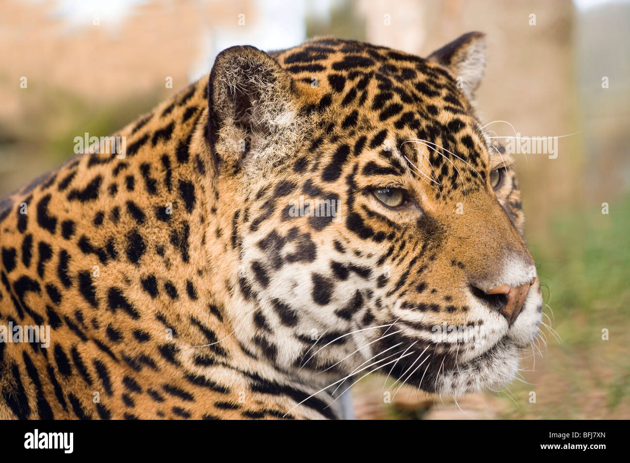 Jaguar panthera onca hi-res stock photography and images - Alamy