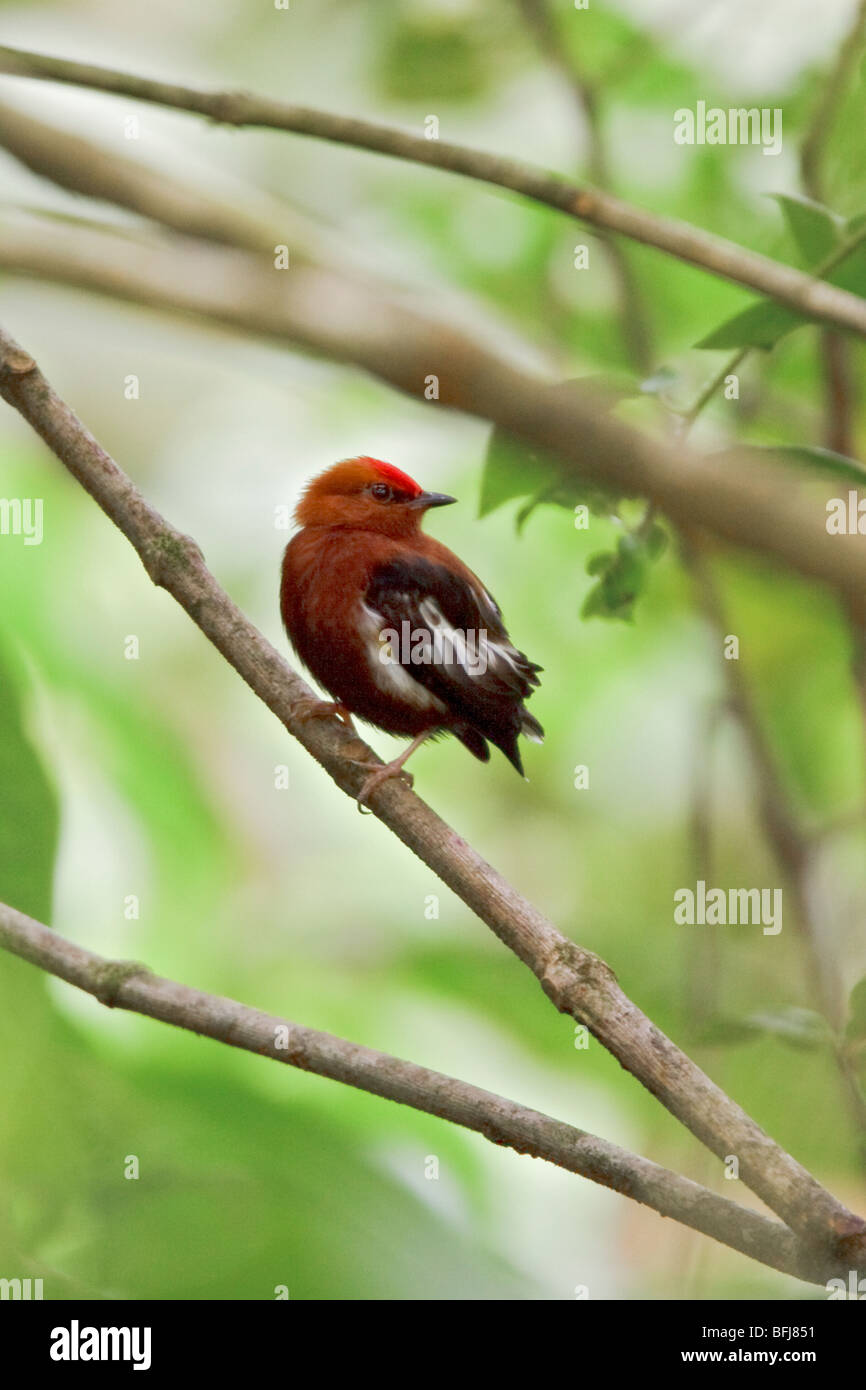 Club-winged Manakin (Machaeropterus deliciosus) perched on a branch in ...